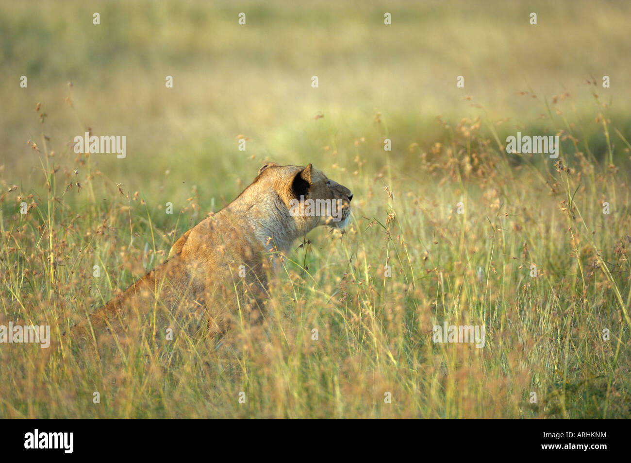 Hunting lions,a hunting lioness at Sunset is observing a prey,Serengeti ...