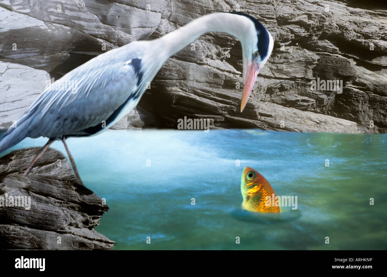 Heron talking to fish Stock Photo - Alamy