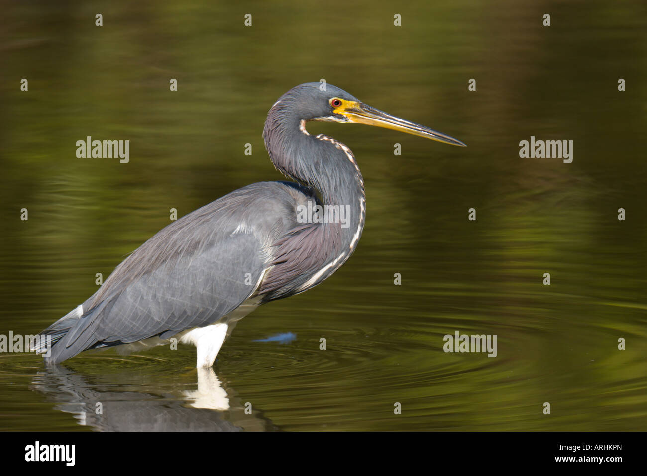 Heron crane bird hi-res stock photography and images - Alamy