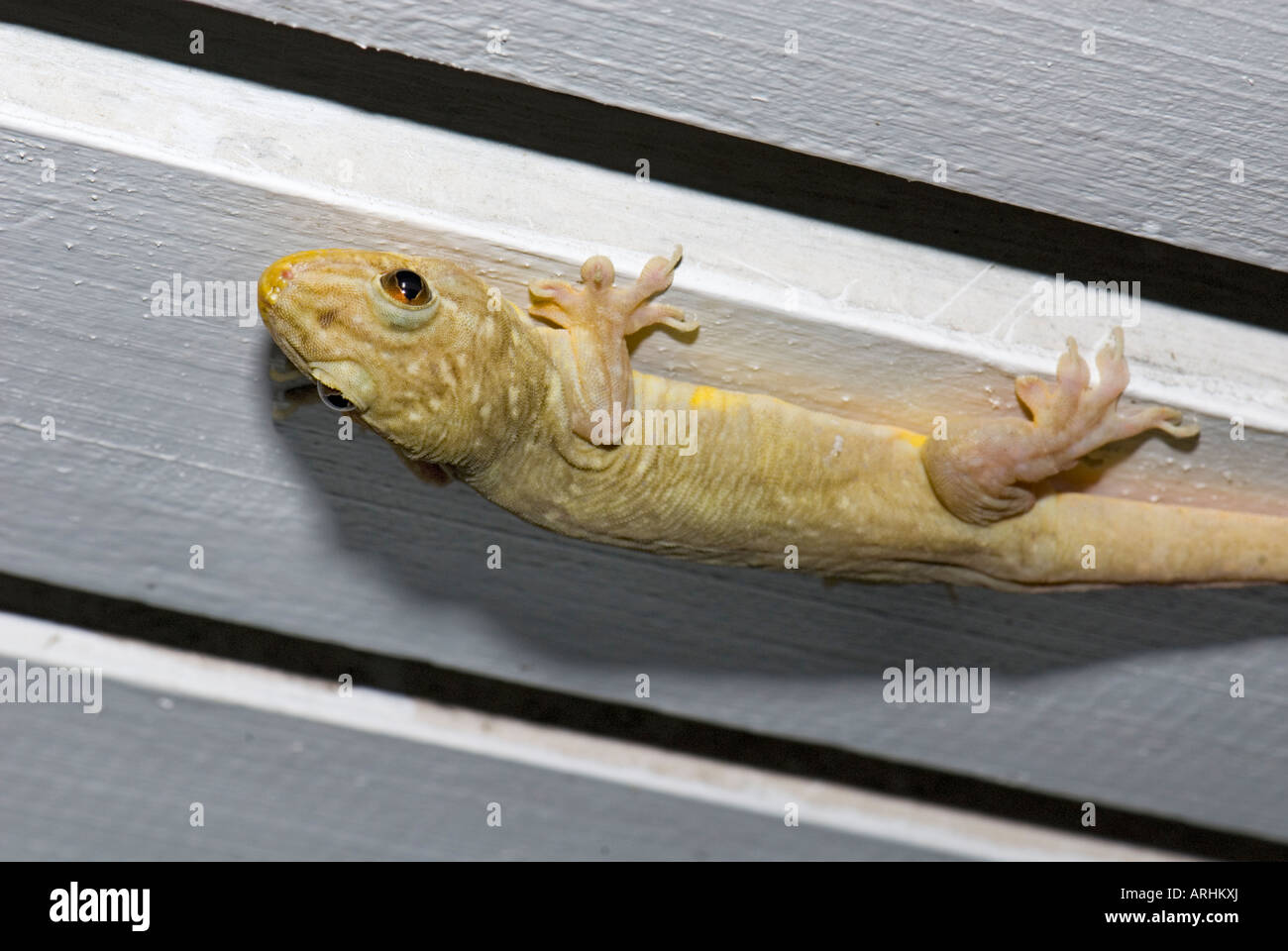 Living lizard hi-res stock photography and images - Alamy