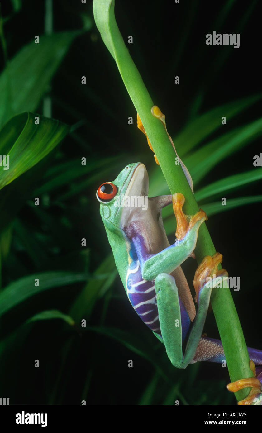 Red eyed tree frog climb hi-res stock photography and images - Alamy