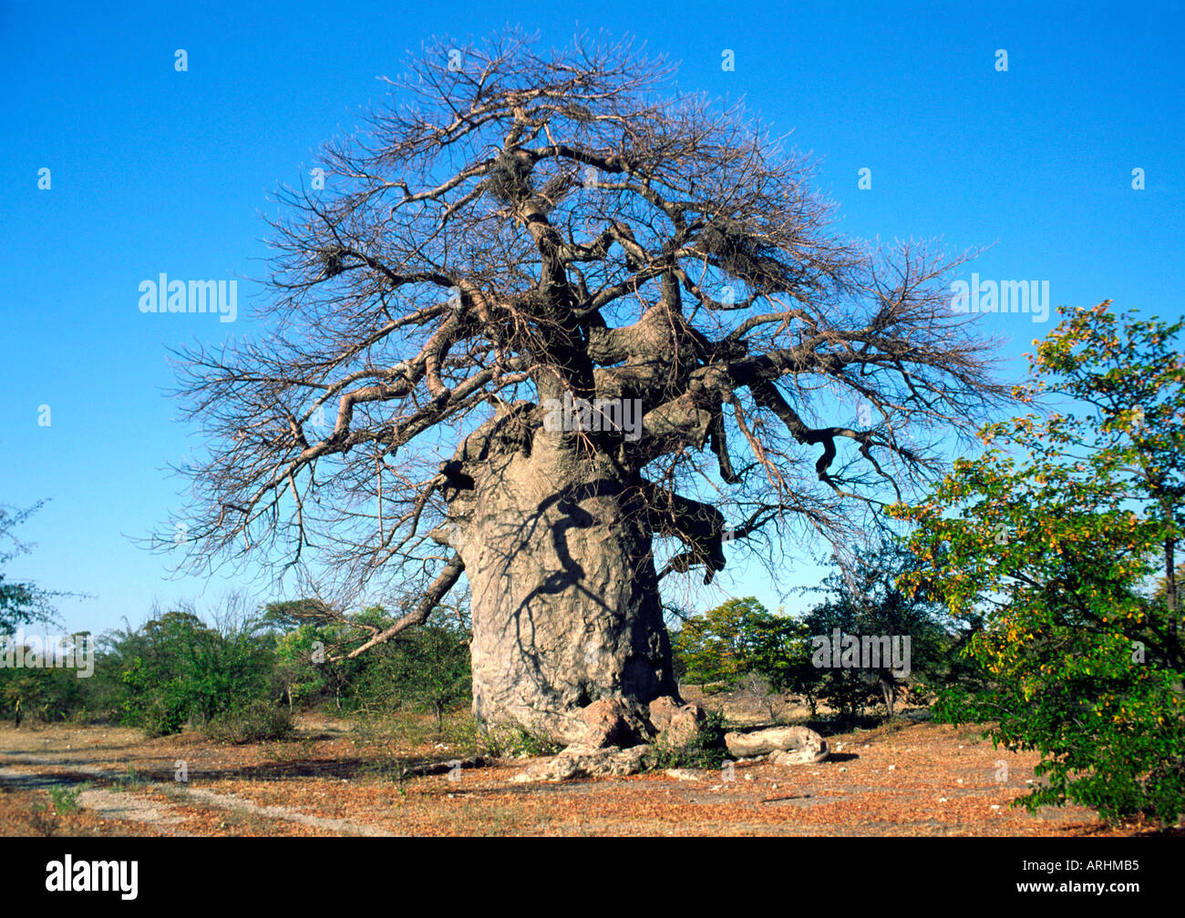 Baobab Tree in Lower Zambezi National Park Zambia Stock Photo - Alamy