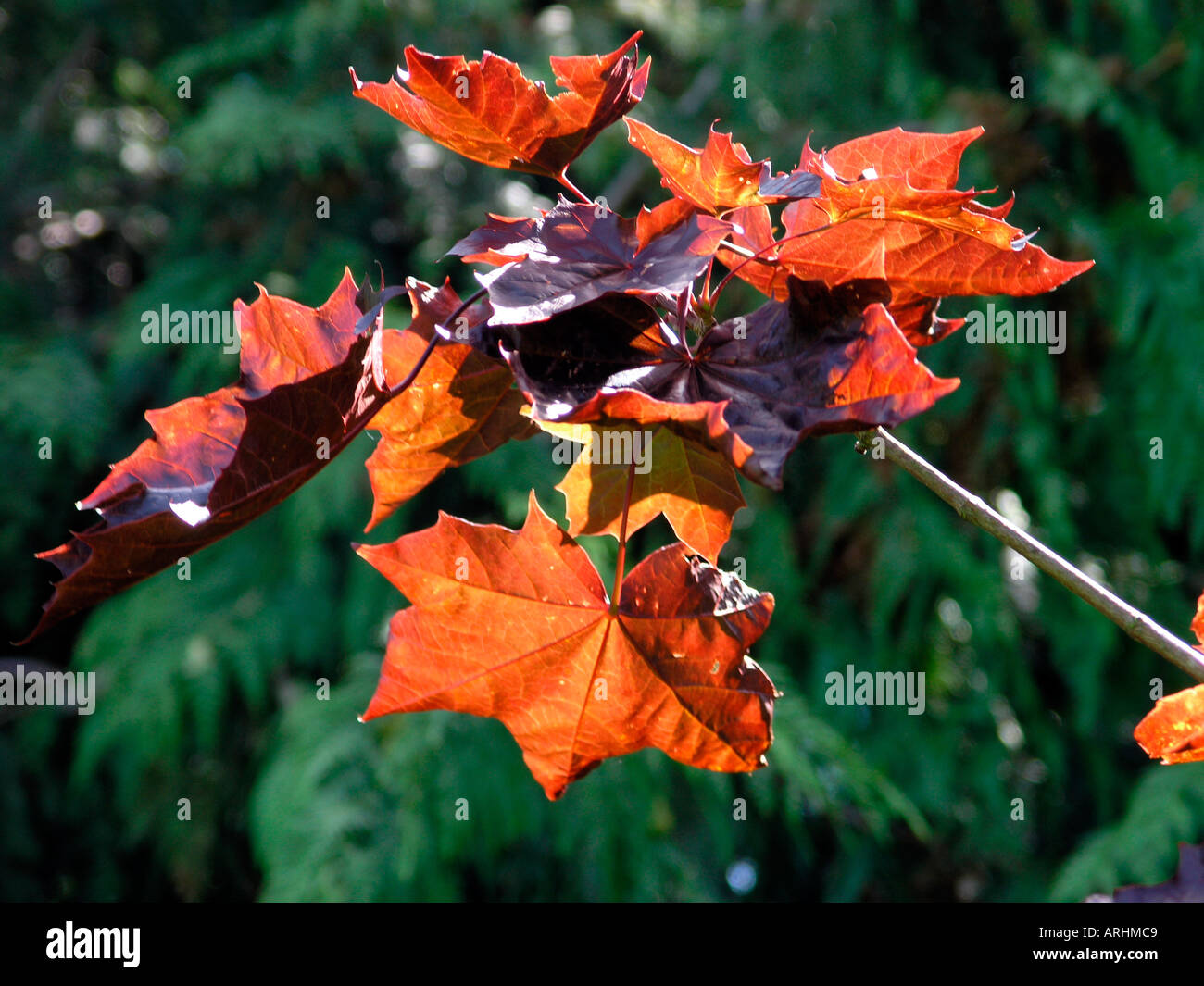 Red leaves of Ornamental maple Acer sp Stock Photo - Alamy