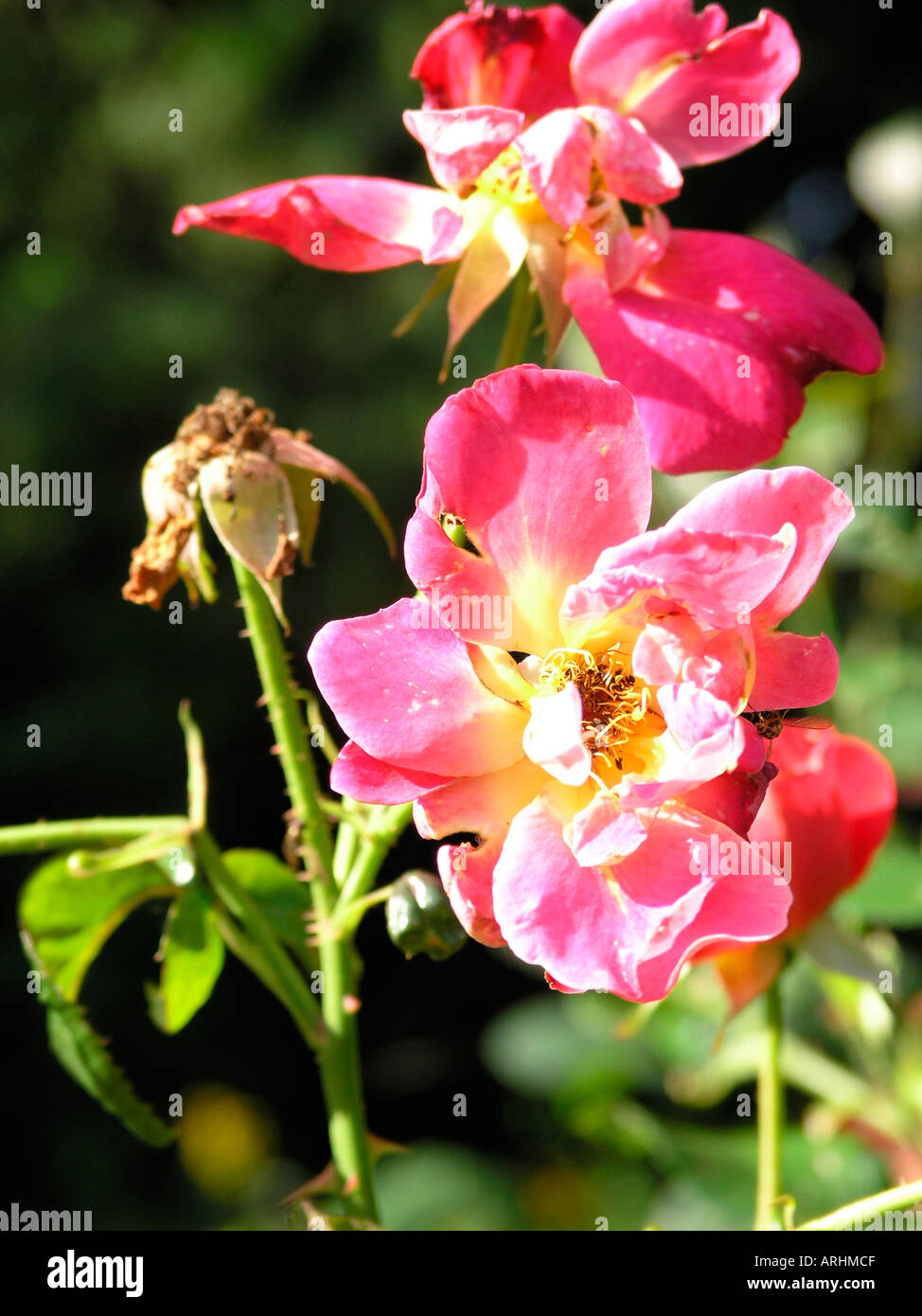 John la rose hi-res stock photography and images - Alamy