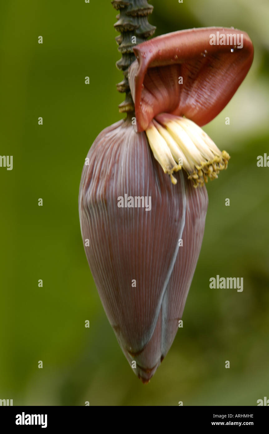 Banana musaceae hi-res stock photography and images - Alamy