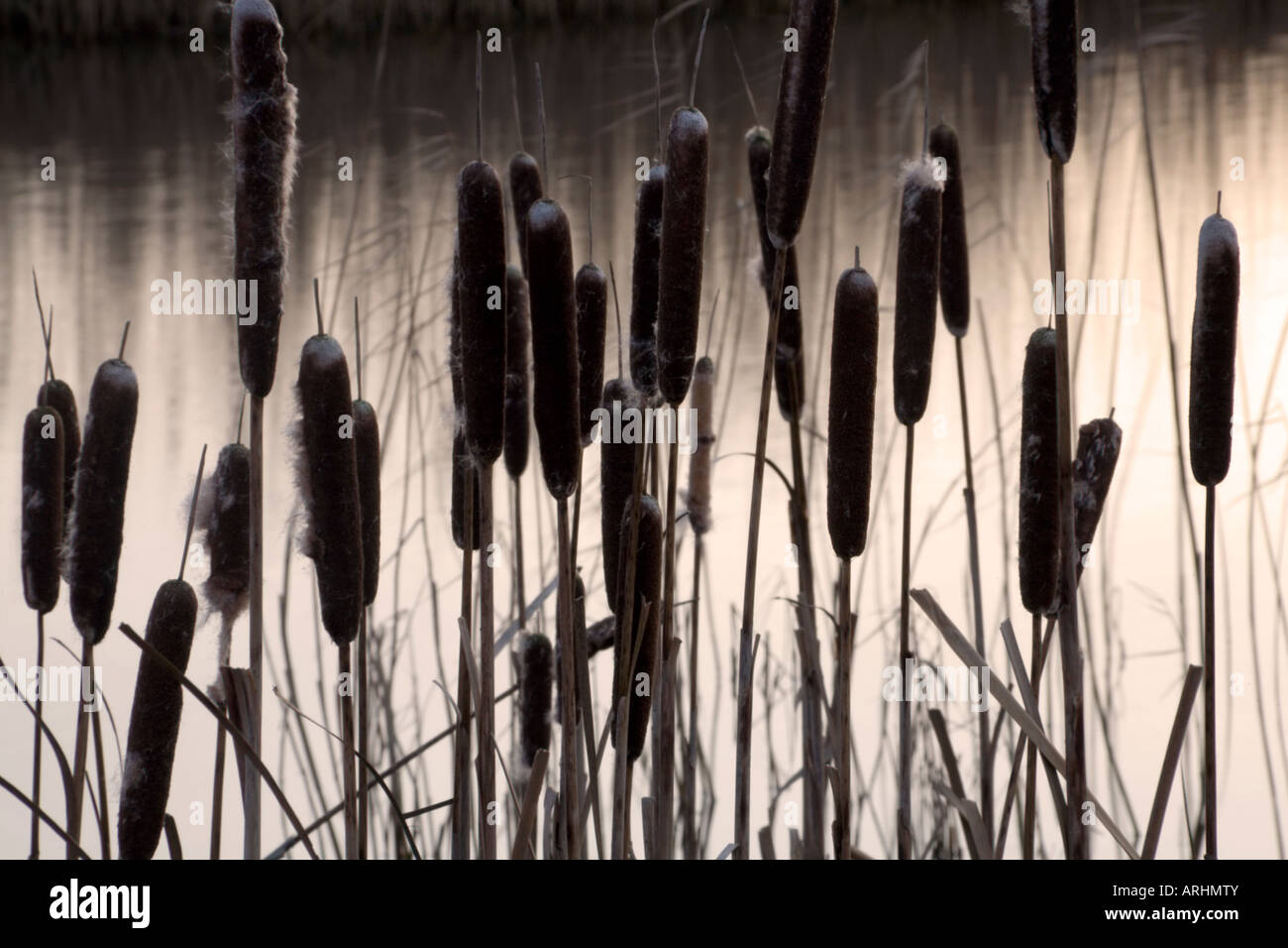 Great reed mace growing on disused peat workings on the Somerset Levels ...