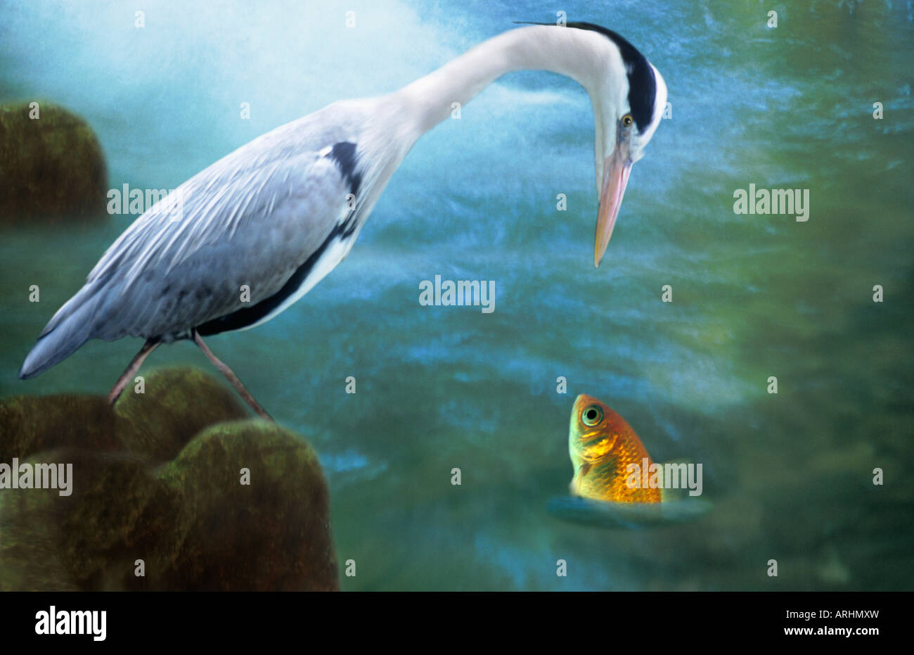 Heron talking to fish Stock Photo - Alamy