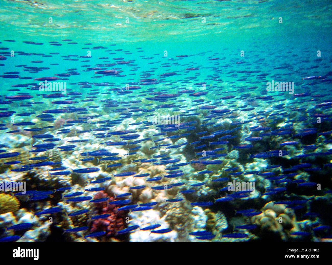 Rea sea hi-res stock photography and images - Alamy