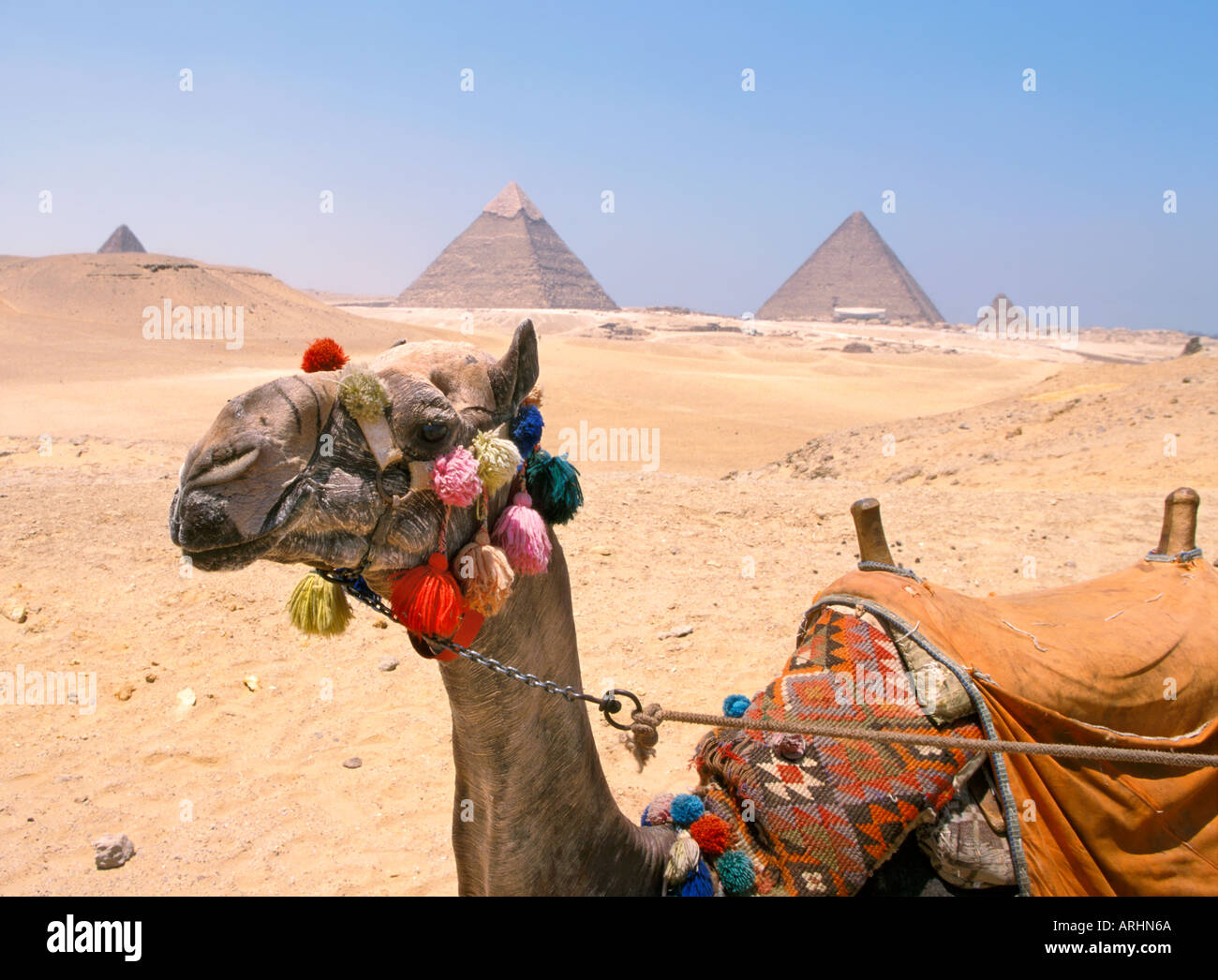 Camel by pyramids Egypt Stock Photo - Alamy