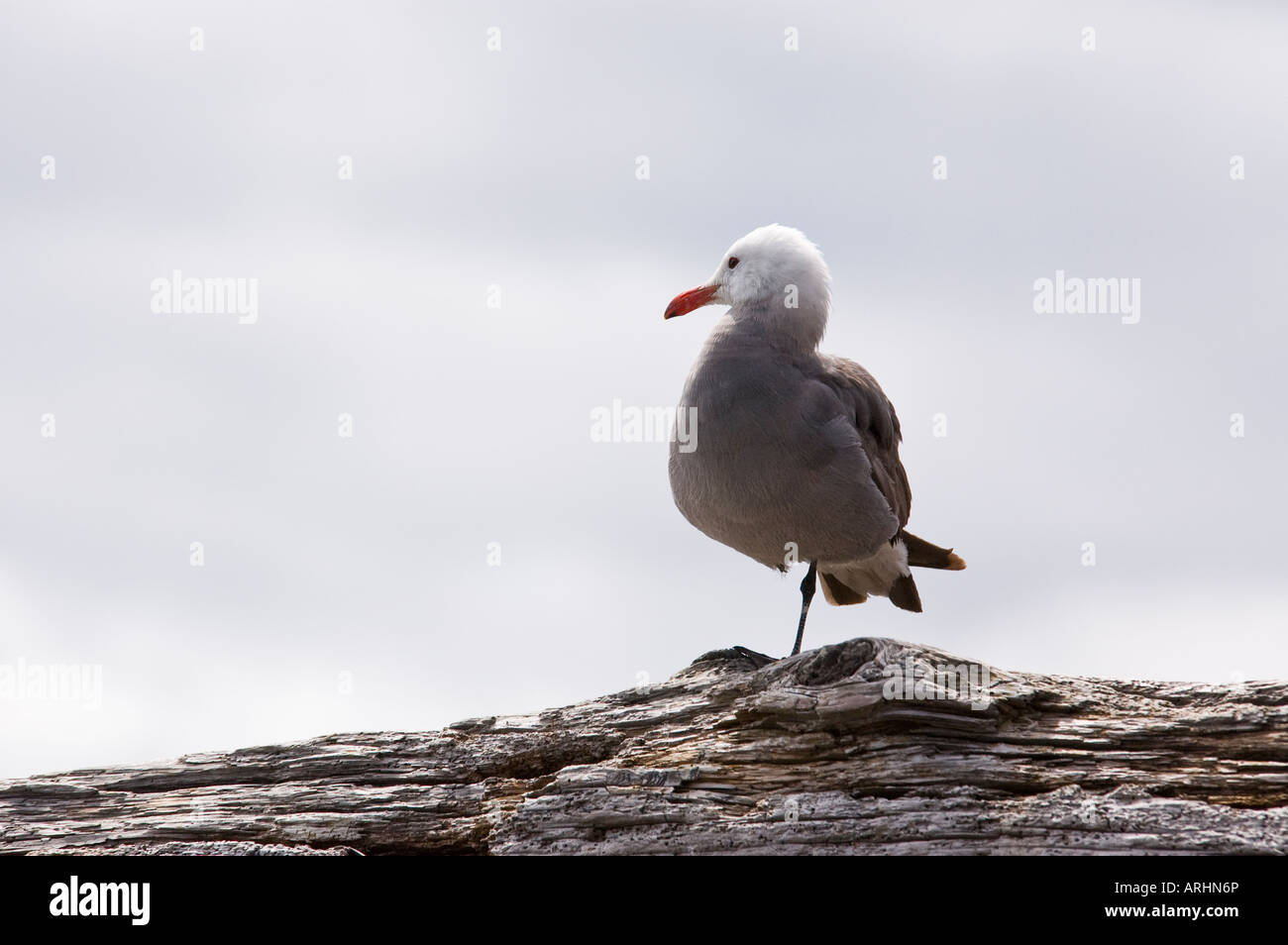 Seagull on log Stock Photo - Alamy