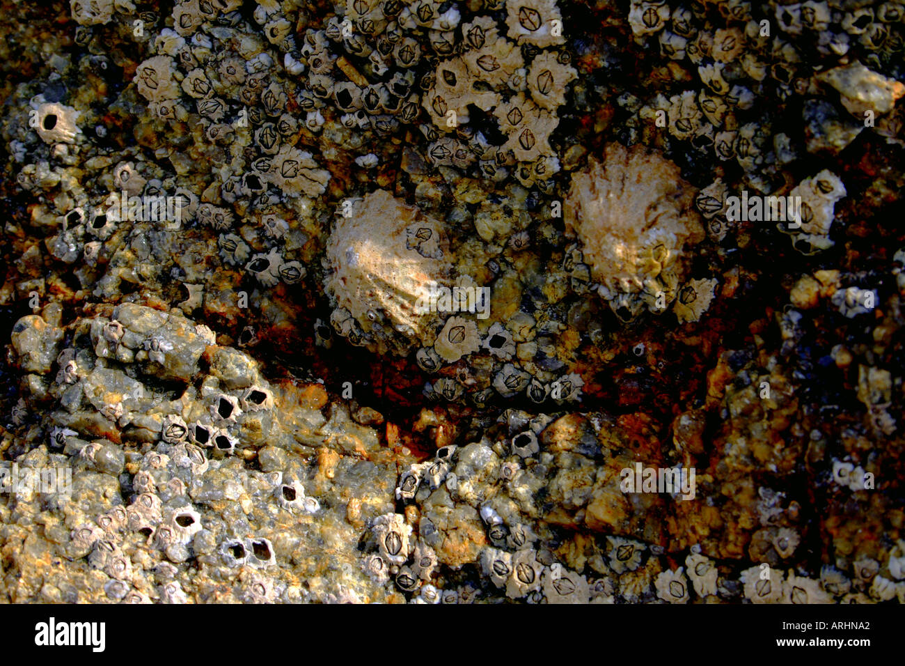 Attached to a rock hi-res stock photography and images - Alamy