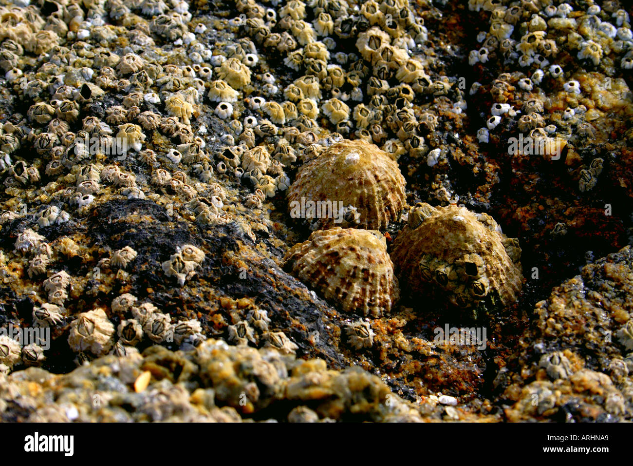 Attached to a rock hi-res stock photography and images - Alamy