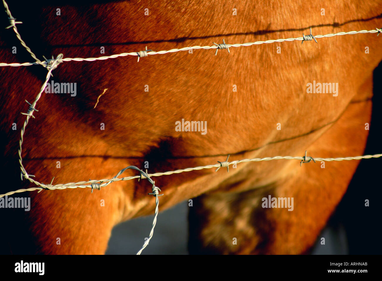 Rufous chest hi-res stock photography and images - Alamy