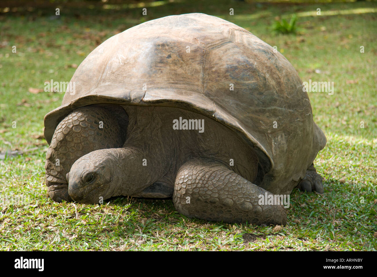 Seychelles Giant Tortoise Stock Photo - Alamy