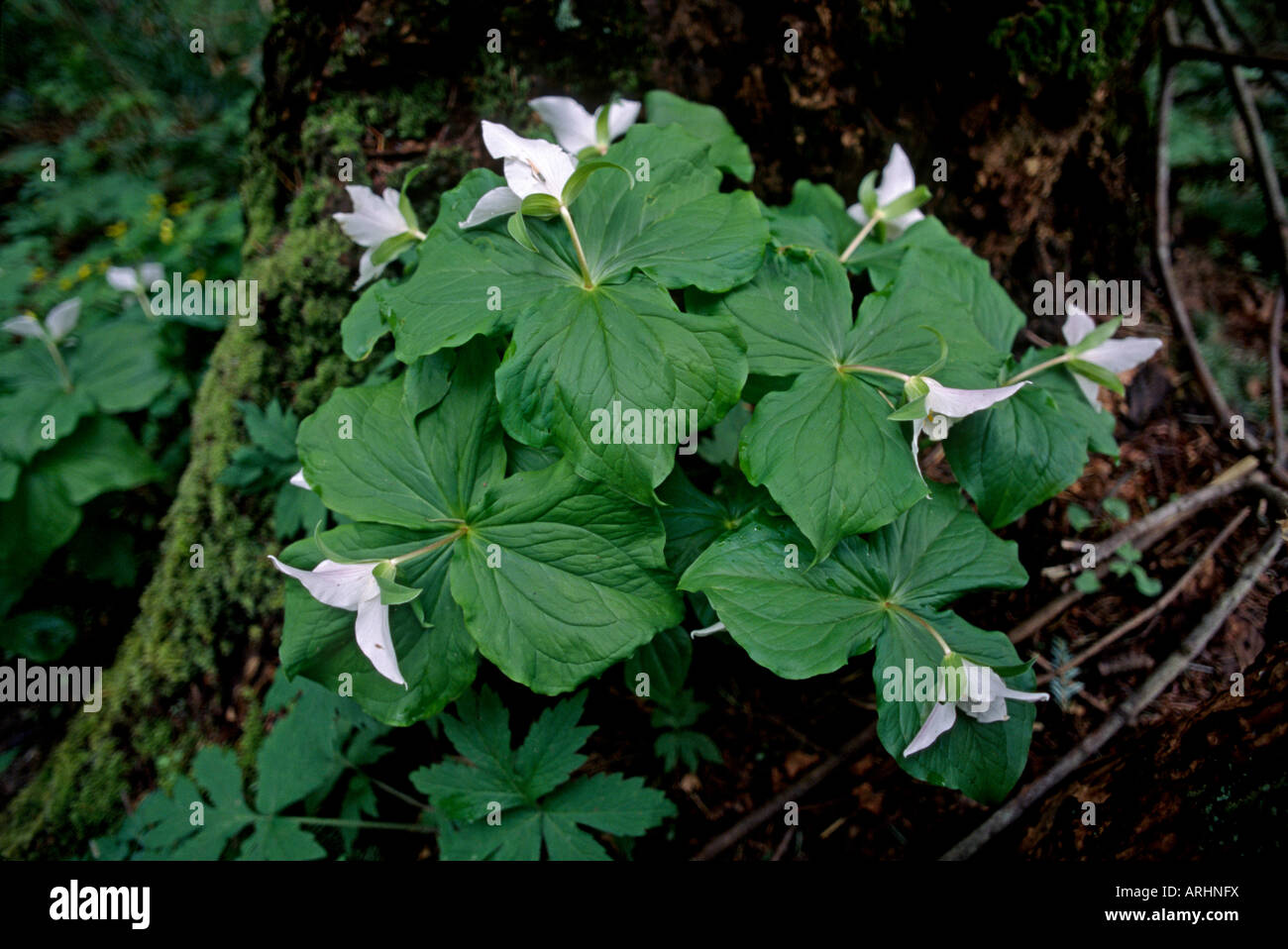 California natives hi-res stock photography and images - Alamy