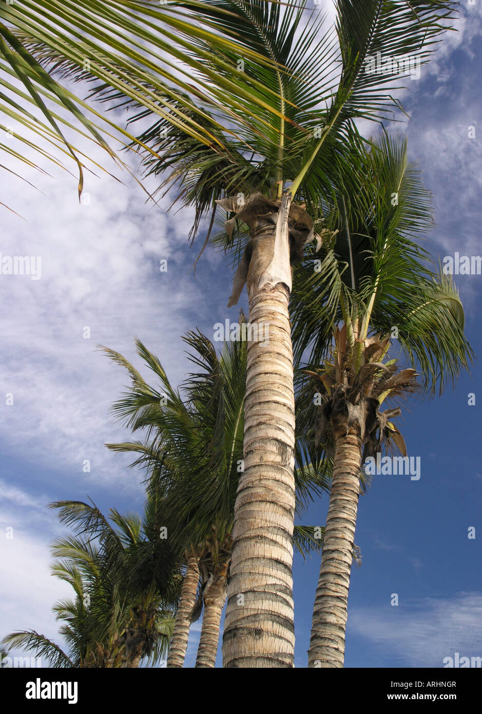 Looking up into a row of palm trees against a blue sky Stock Photo - Alamy
