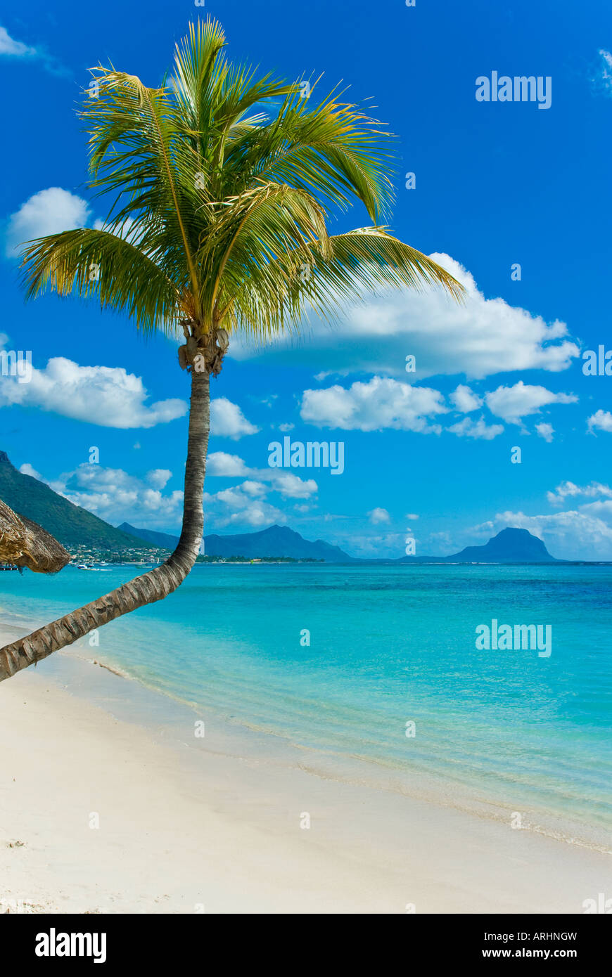 Beach of Mauritius with palm, Strand von Mauritius mit Palme Stock ...