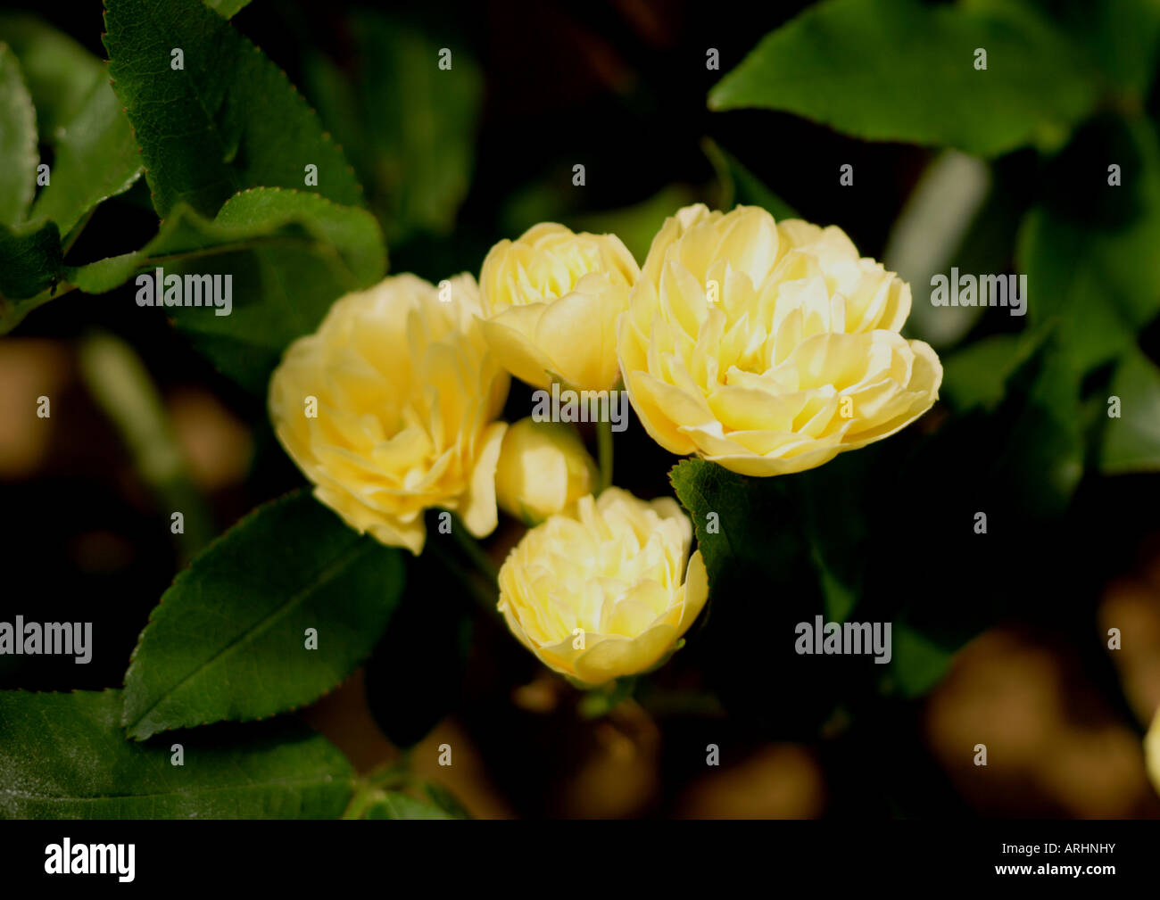 Banksia lutea rose hi-res stock photography and images - Alamy