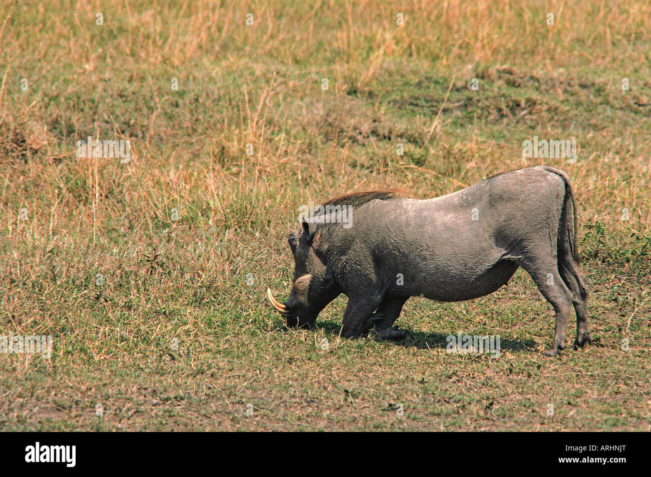 Female Warthog kneeling down to graze Masai Mara National Reserve Kenya ...