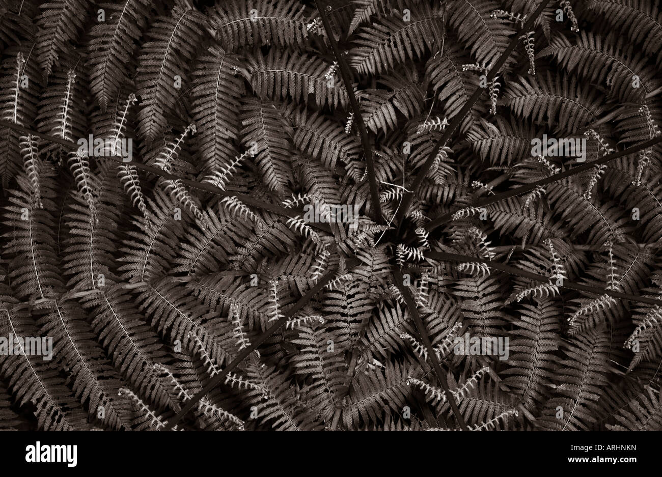 black and white image of symmetrical ferns Stock Photo - Alamy