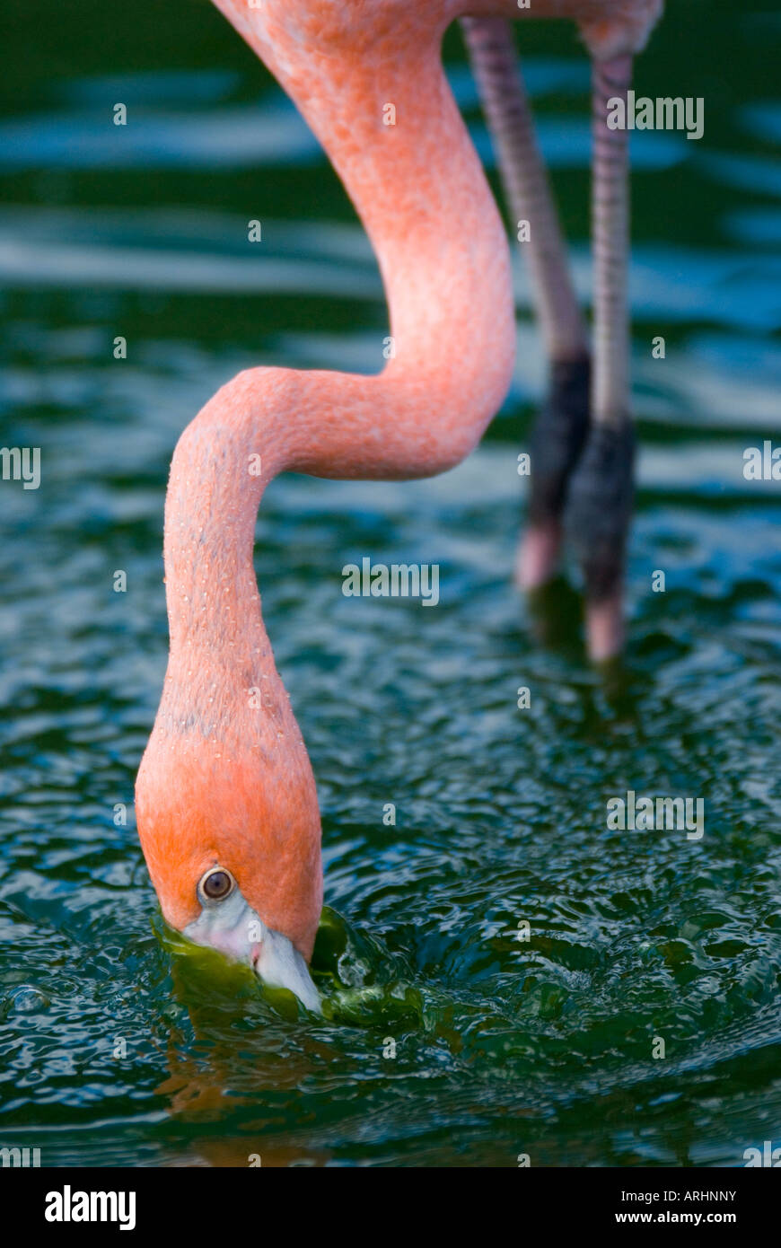 Caribbean flamingo also known as American Cuban rosy or West Indian ...