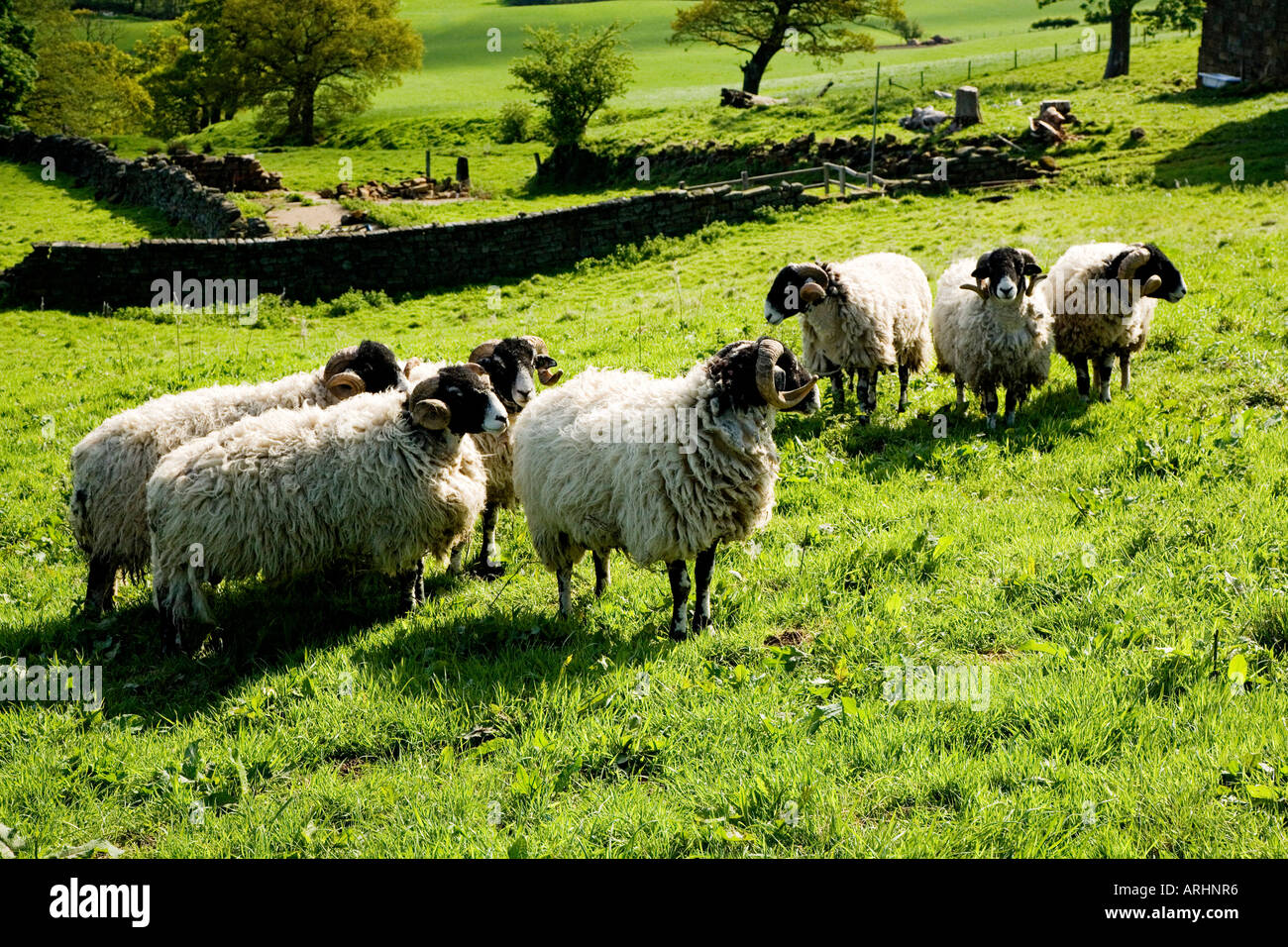 Sheep in a field in Farndale Stock Photo - Alamy