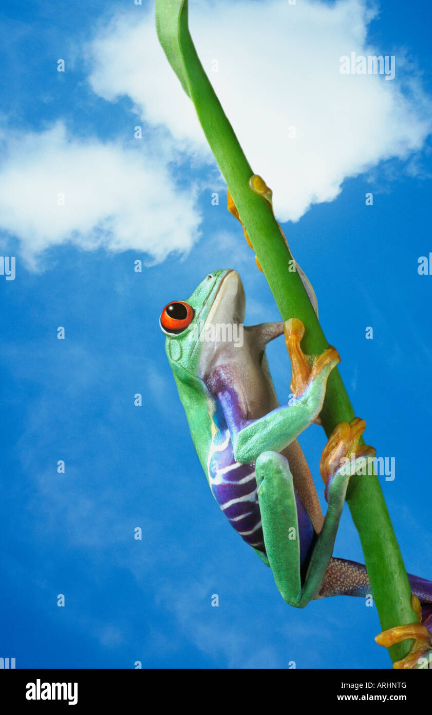 Red eyed tree frog climb hi-res stock photography and images - Alamy
