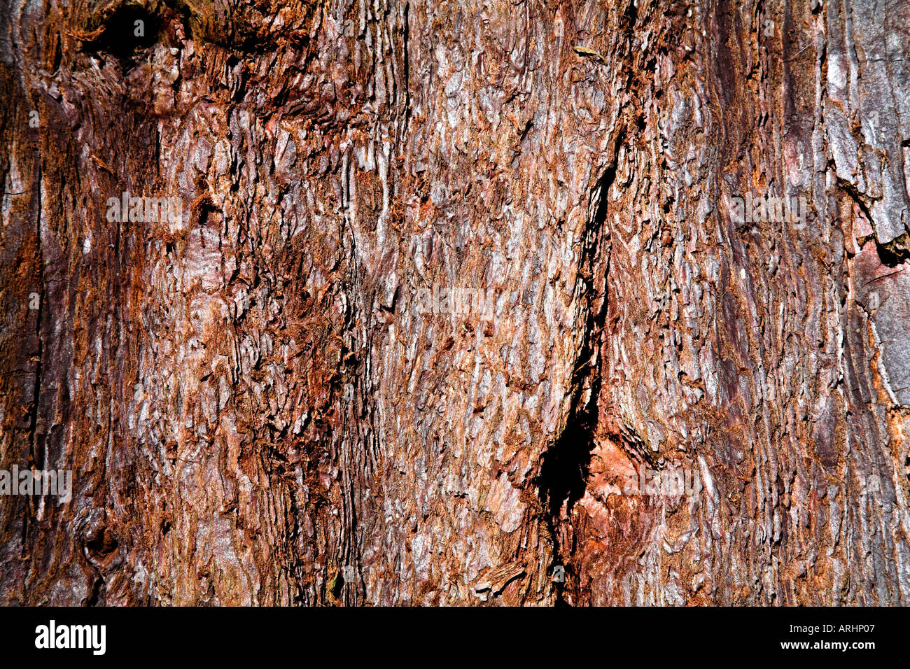 Vertical section of bark from a large tree in a wood in Surrey England ...