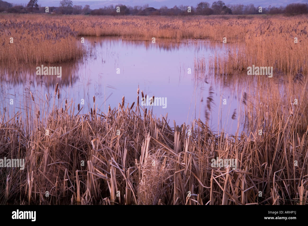 Winter evening at the disused peat workings of the Avalon Marshes near ...