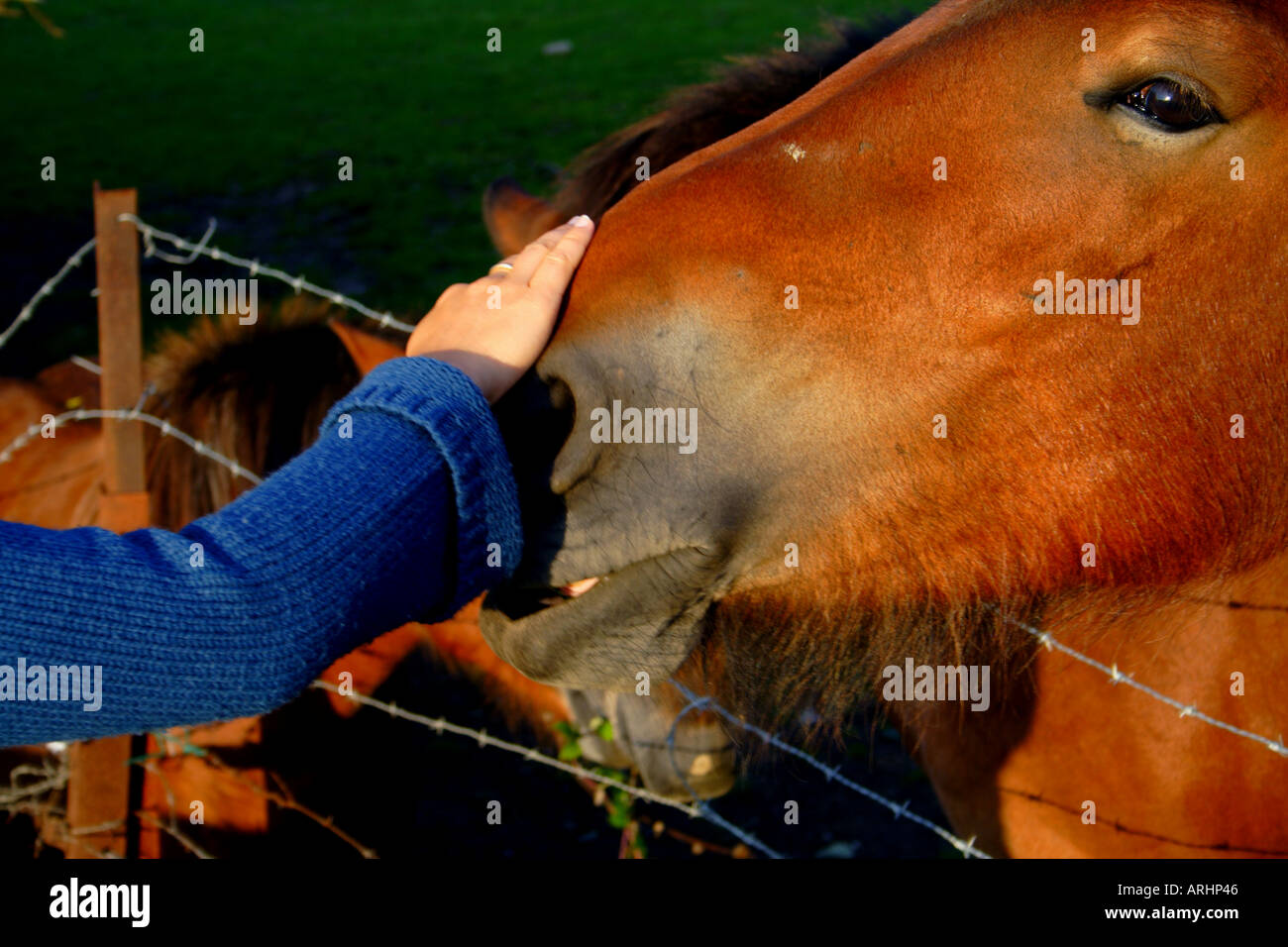 Hand patting a horse muzzle Stock Photo - Alamy