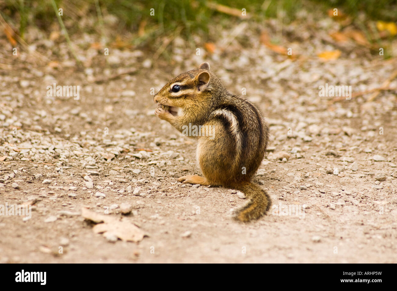 Male chipmunk hi-res stock photography and images - Alamy