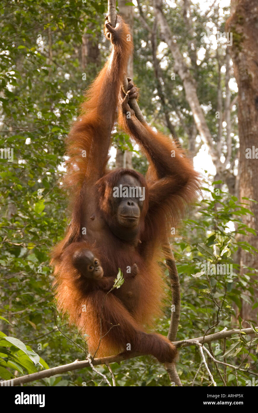 female orangutan Pongo pygmaeus with baby swinging in the forest in ...