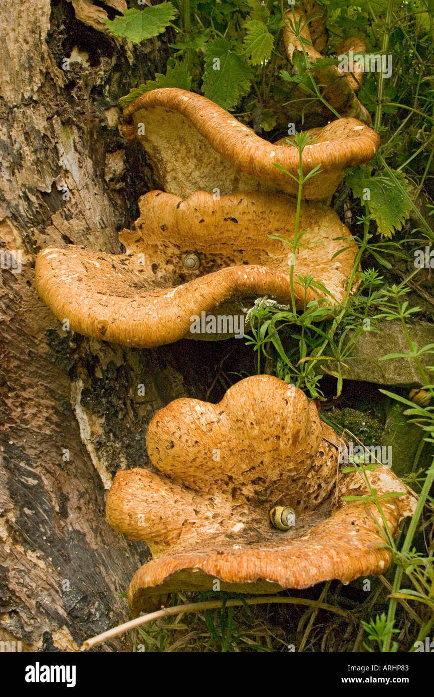 Large Fungus growing on a tree trunk Stock Photo - Alamy