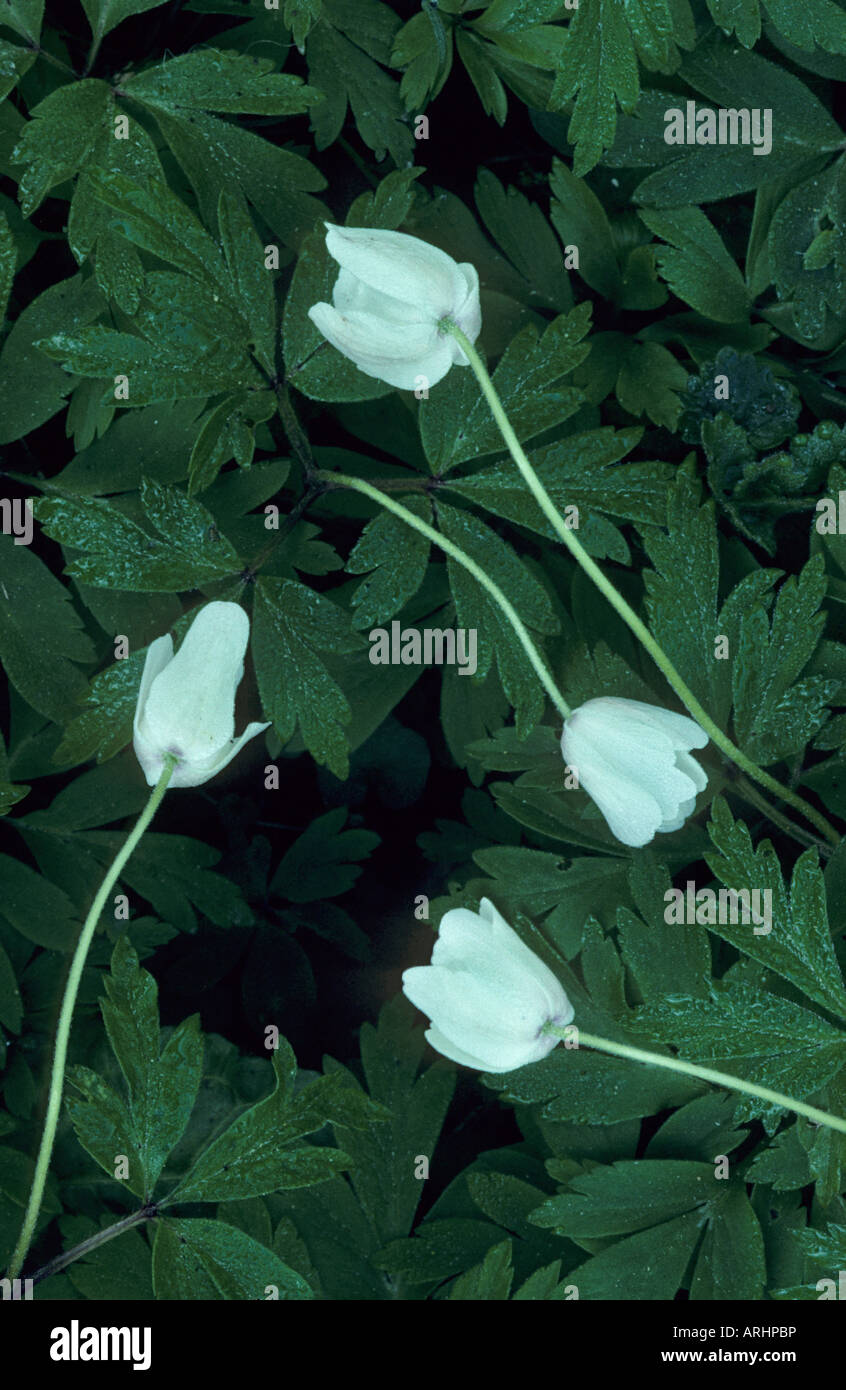 Anemonies hi-res stock photography and images - Alamy