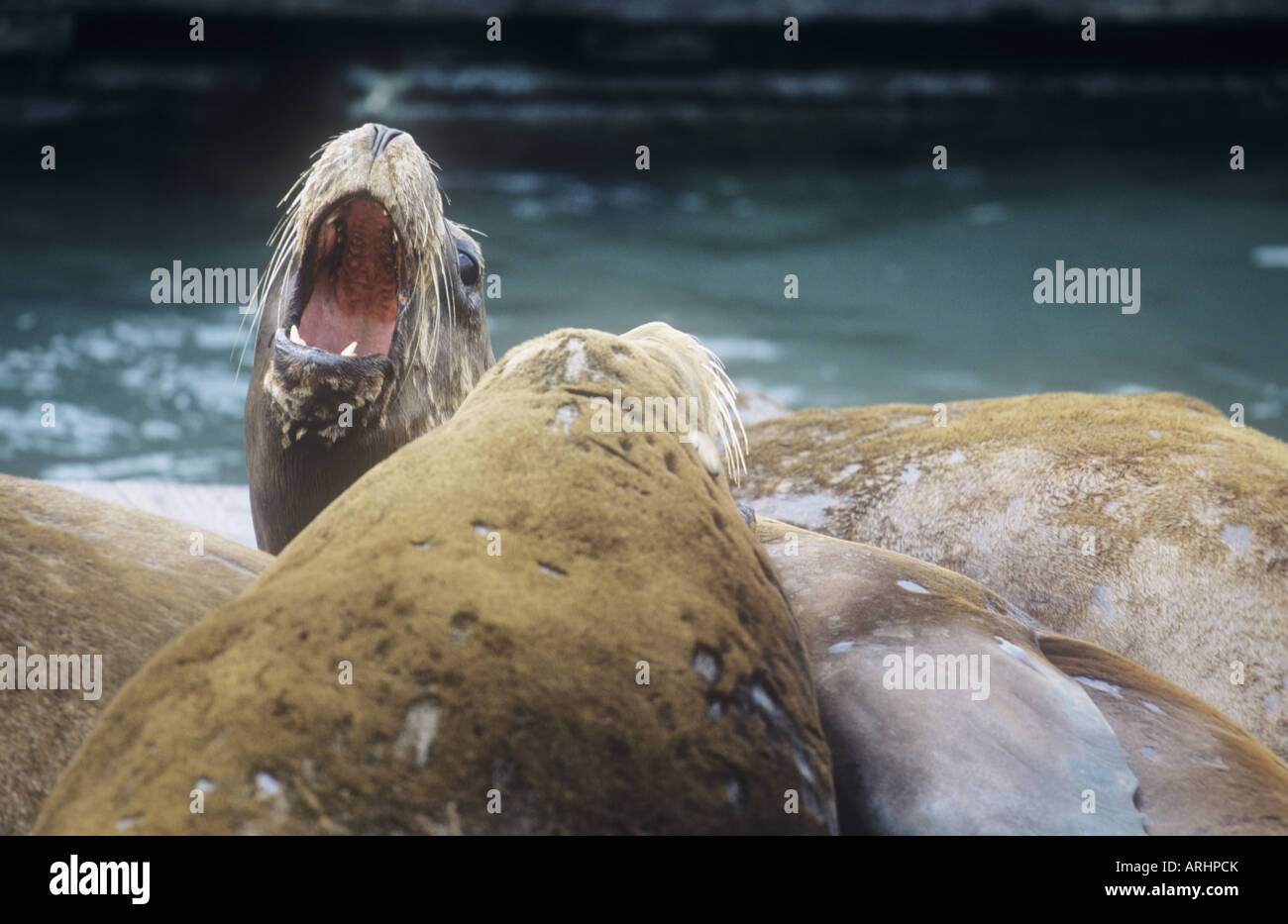 Sealion mouth hi-res stock photography and images - Alamy