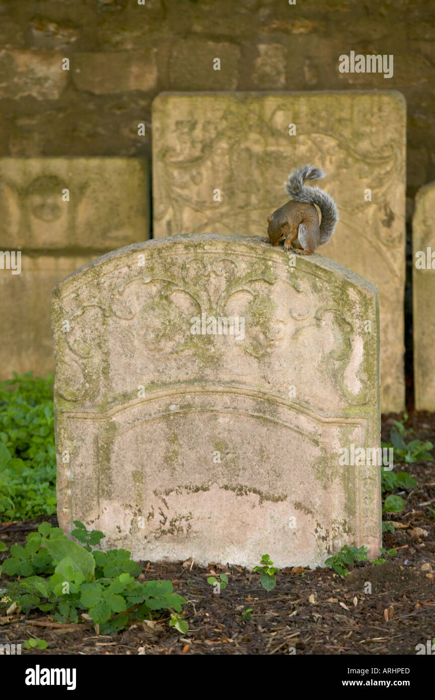 Memorial grave peterborough cathedral hi-res stock photography and ...