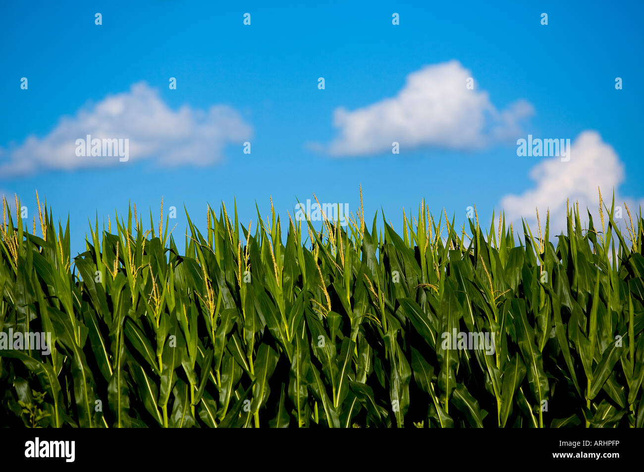 Dairy farming in wisconsin hi-res stock photography and images - Alamy