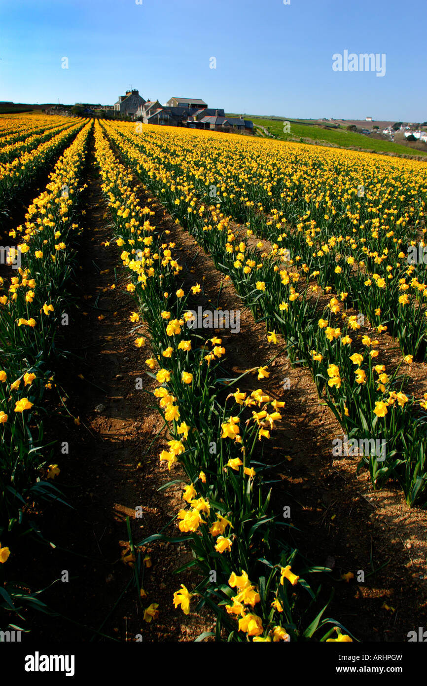 Europe England Cornwall field of daffodils in March Stock Photo - Alamy
