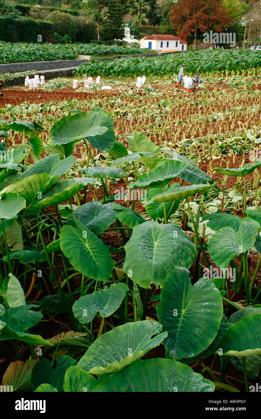 Azorean farmers working in a taro (Colocasia esculenta) field. Furnas ...