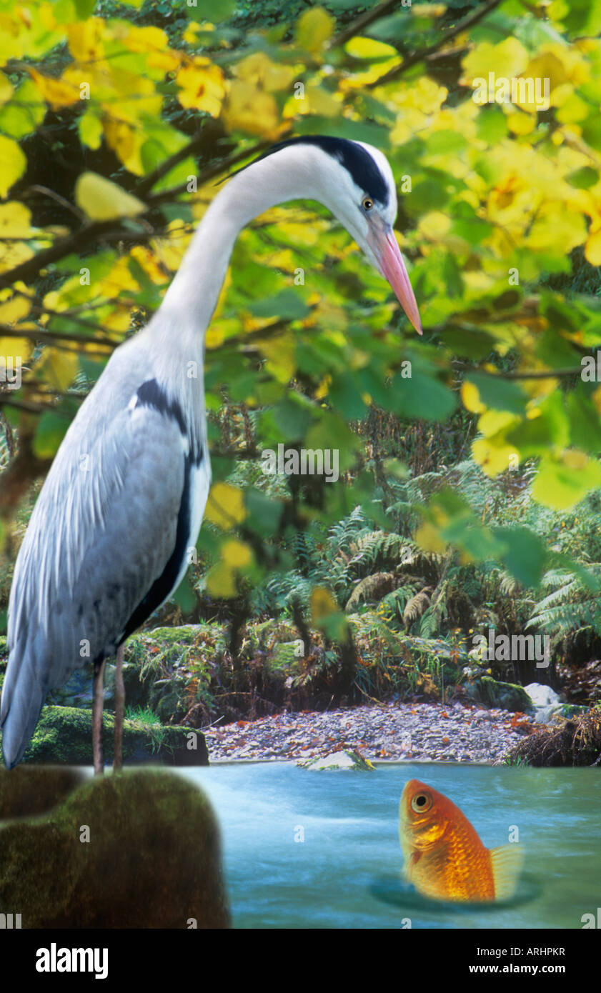 Heron talking to fish Stock Photo - Alamy