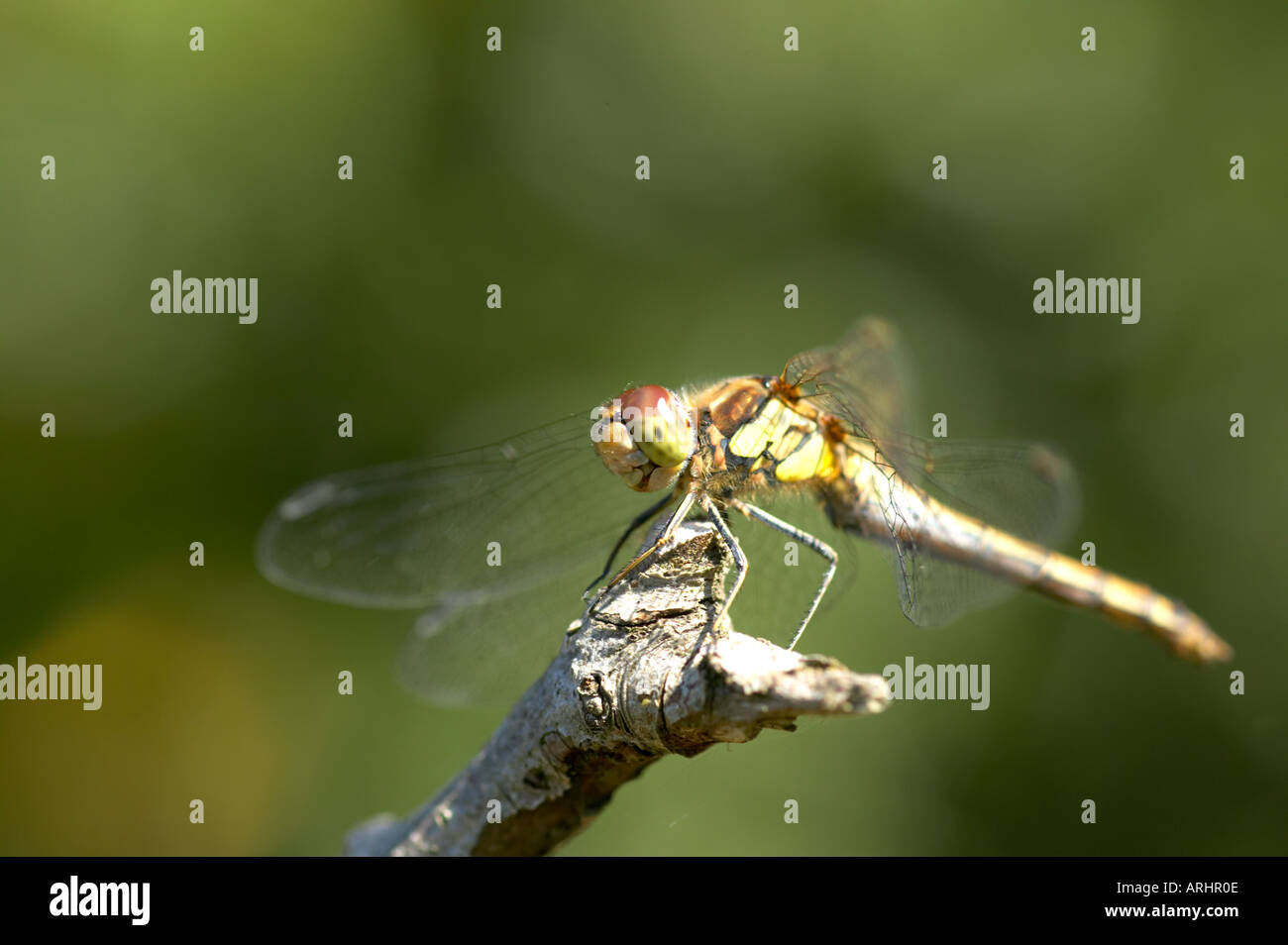 Dragonfly Norfolk Hawker Aeshna Anaciaeshna isosceles Stock Photo - Alamy