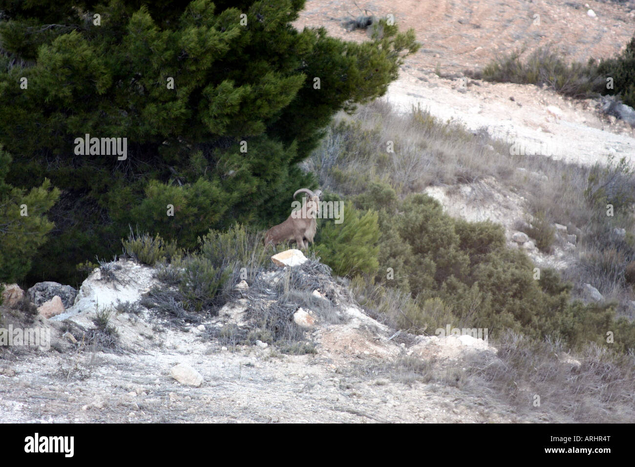 Wild stag hiding behind some rocks Stock Photo - Alamy