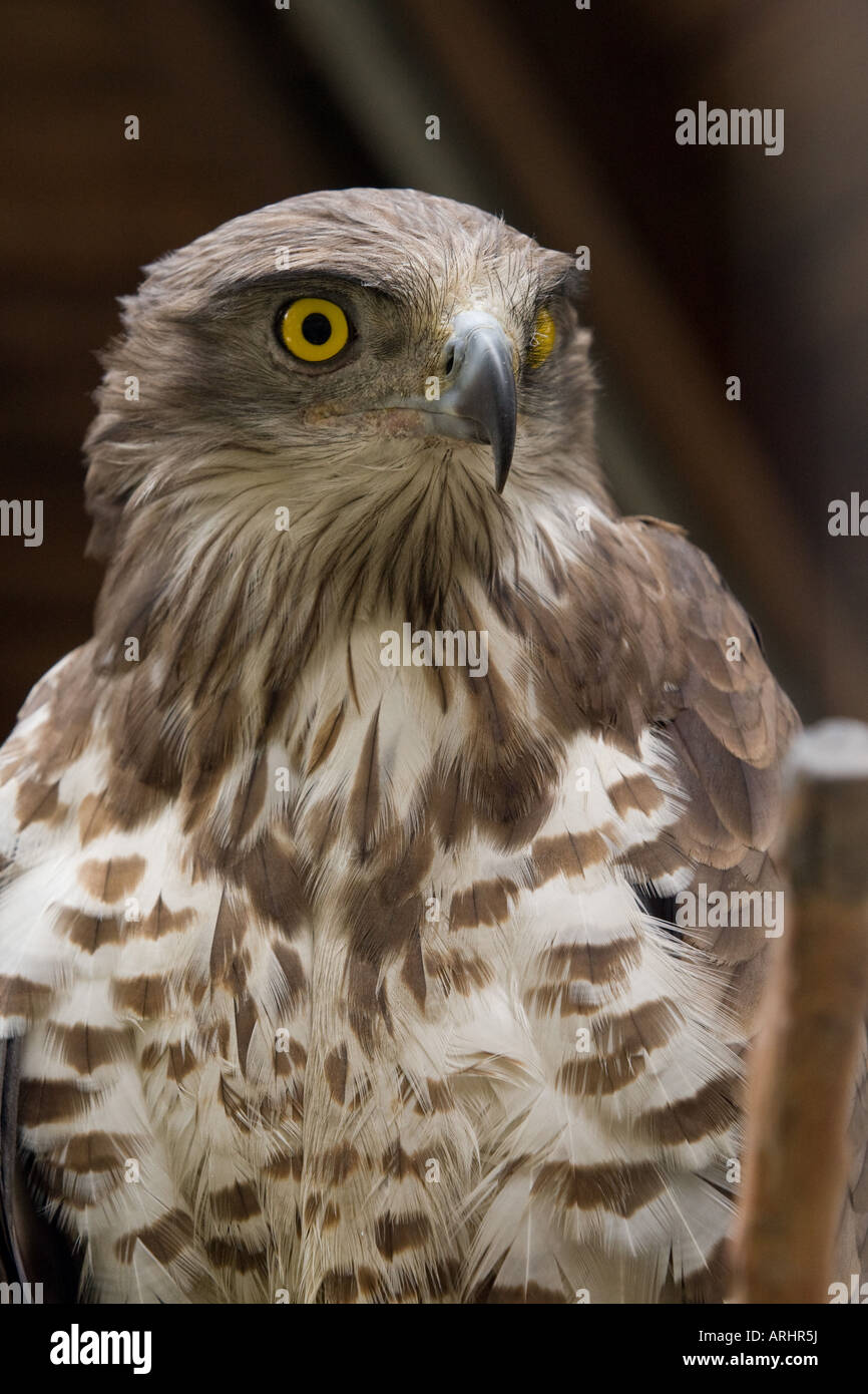 hawk in greece Stock Photo - Alamy