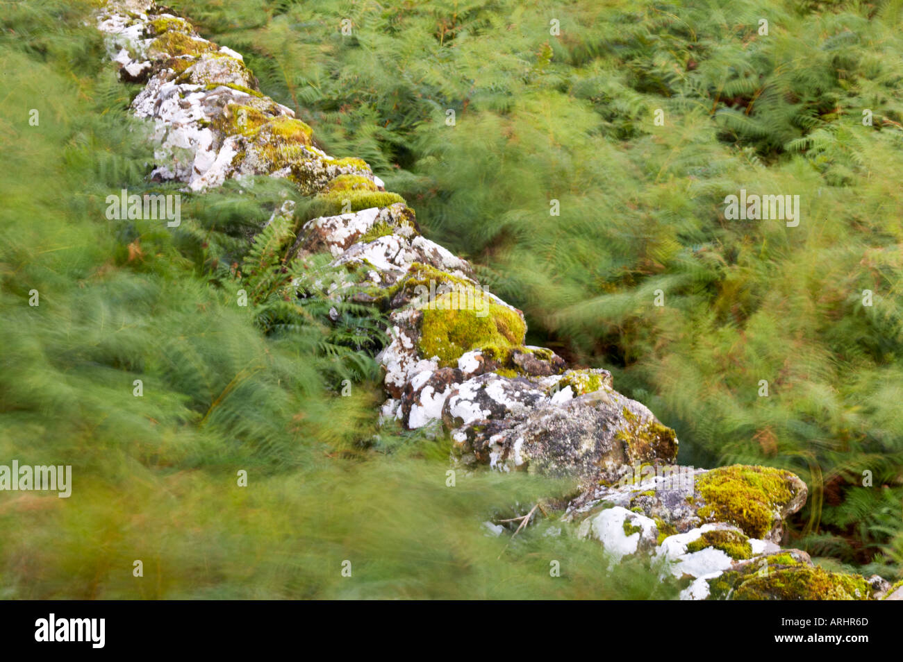 windblown bracken and dry stone wall Stock Photo - Alamy