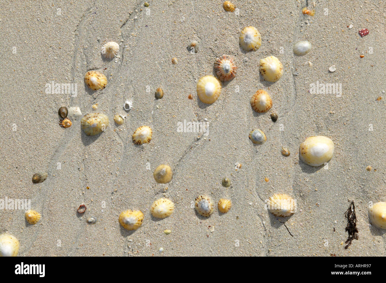 Limpet shell hi-res stock photography and images - Alamy