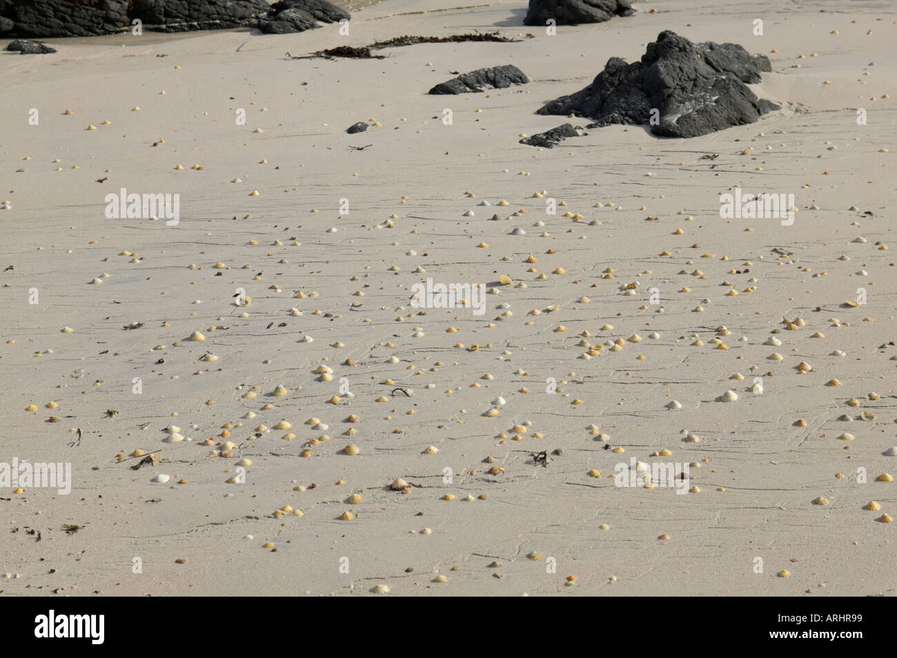 Limpet shell hi-res stock photography and images - Alamy