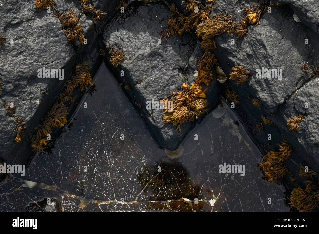 Isle of Mull rockpool in black stone on Freya shell sand beach near ...