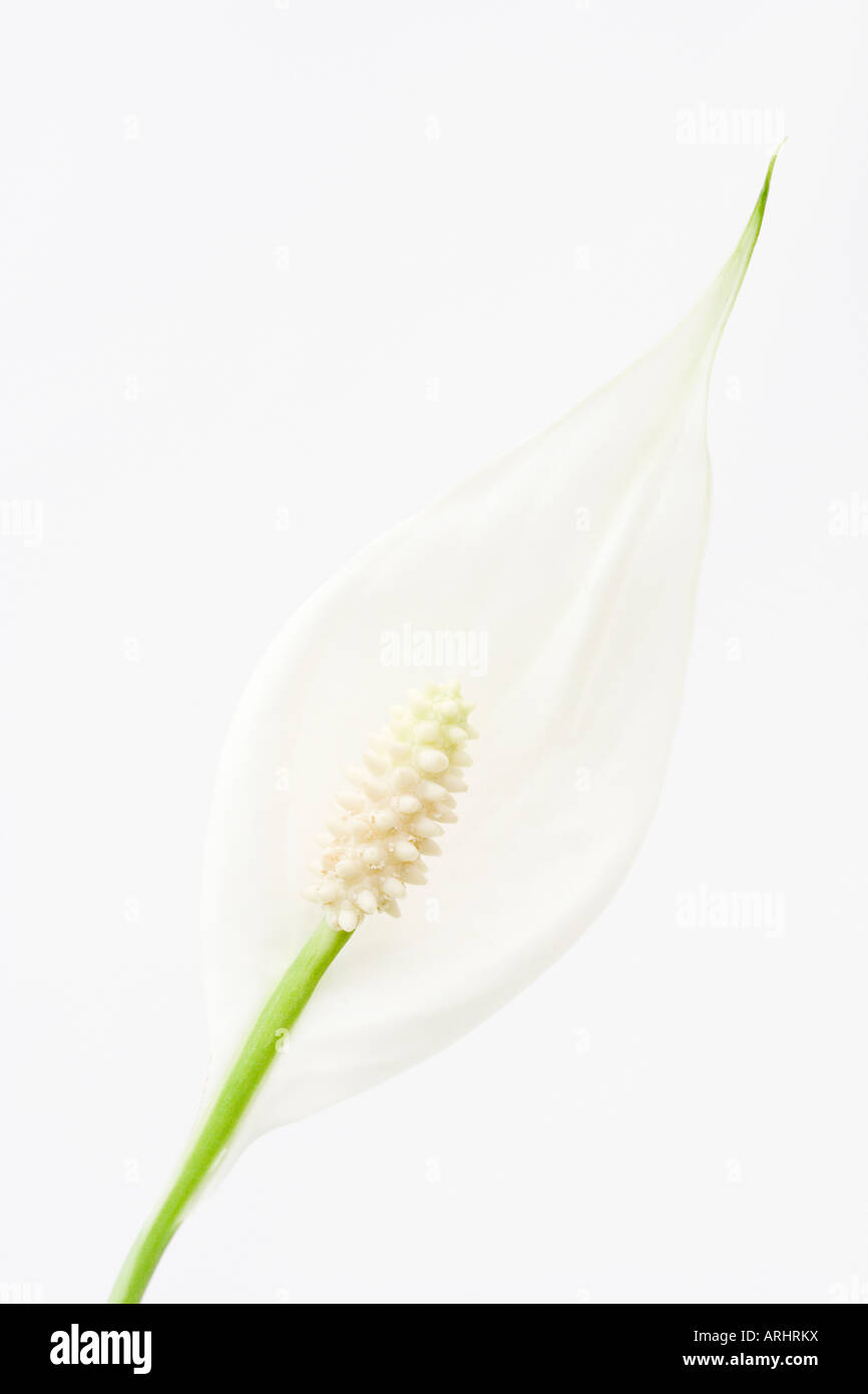Singular flower hi-res stock photography and images - Alamy