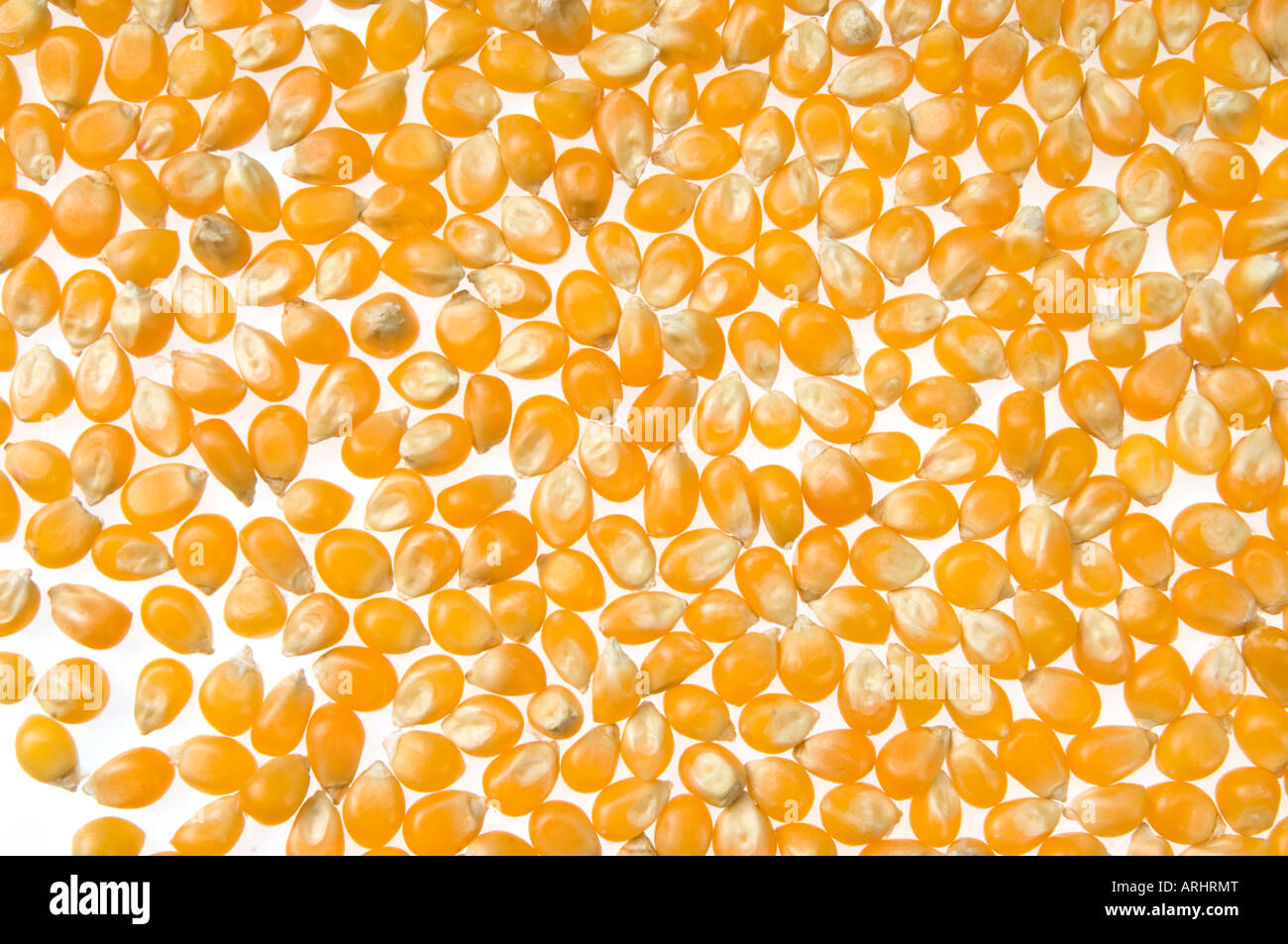 popcorn corn popp pop unpopped maize mais cutout on white background ...