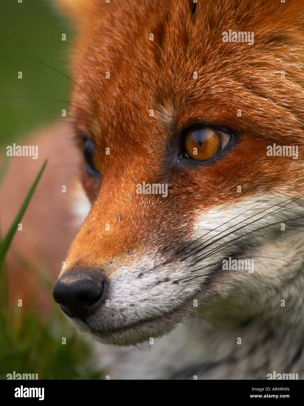 Fox hunt of ireland hi-res stock photography and images - Alamy